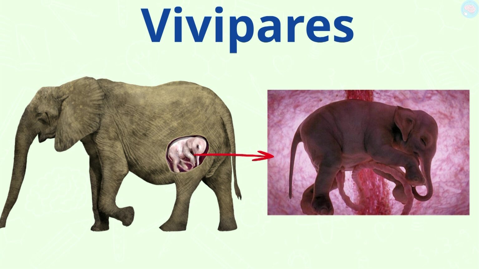 Ovipare et vivipare, c'est quoi ? Pour CP CE1 CE2 - Maître Lucas Ovipare et vivipare, c'est quoi ? Pour CP CE1 CE2 - Maître Lucas