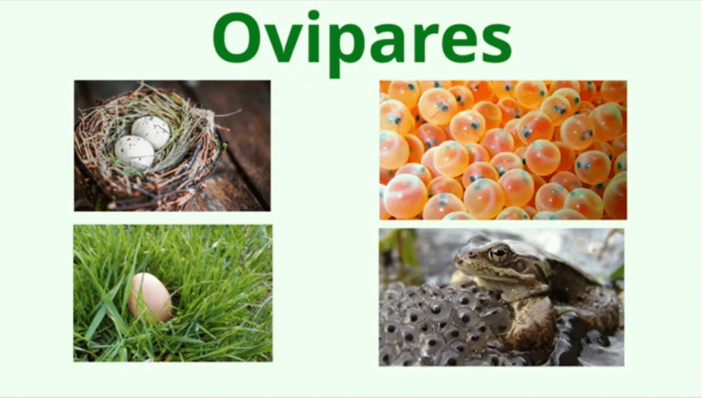 Ovipare et vivipare, c'est quoi ? Pour CP CE1 CE2 - Maître Lucas Ovipare et vivipare, c'est quoi ? Pour CP CE1 CE2 - Maître Lucas