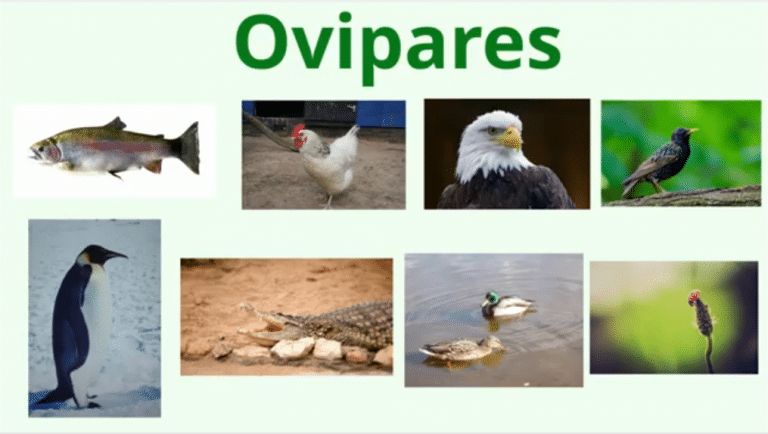 Ovipare et vivipare, c'est quoi ? Pour CP CE1 CE2 - Maître Lucas Ovipare et vivipare, c'est quoi ? Pour CP CE1 CE2 - Maître Lucas